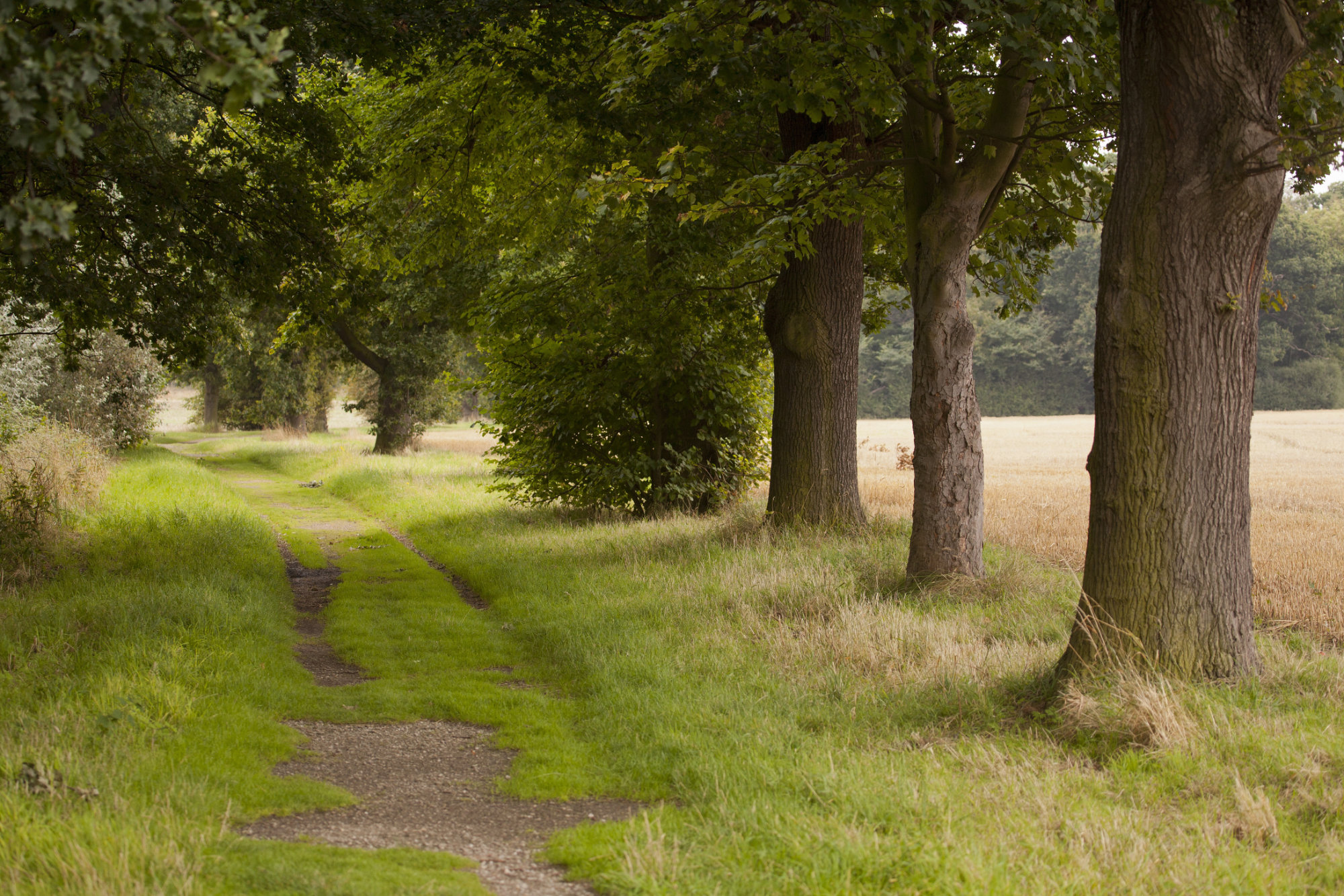 Farm track – A4StockPhotos